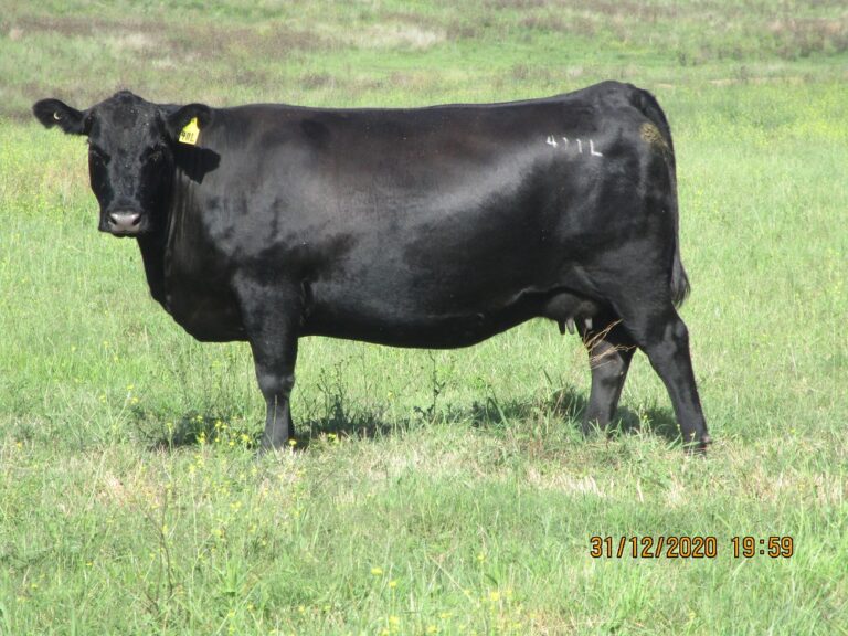 Angus Females - Glenwarrah Herefords & Brooksby Angus