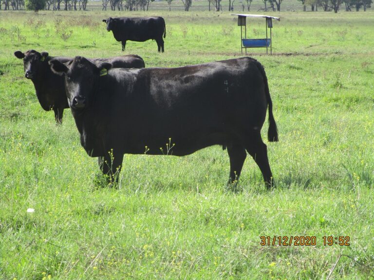Angus Females - Glenwarrah Herefords & Brooksby Angus