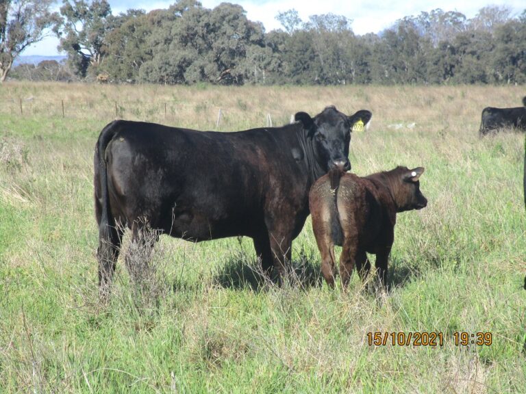 Angus Females - Glenwarrah Herefords & Brooksby Angus